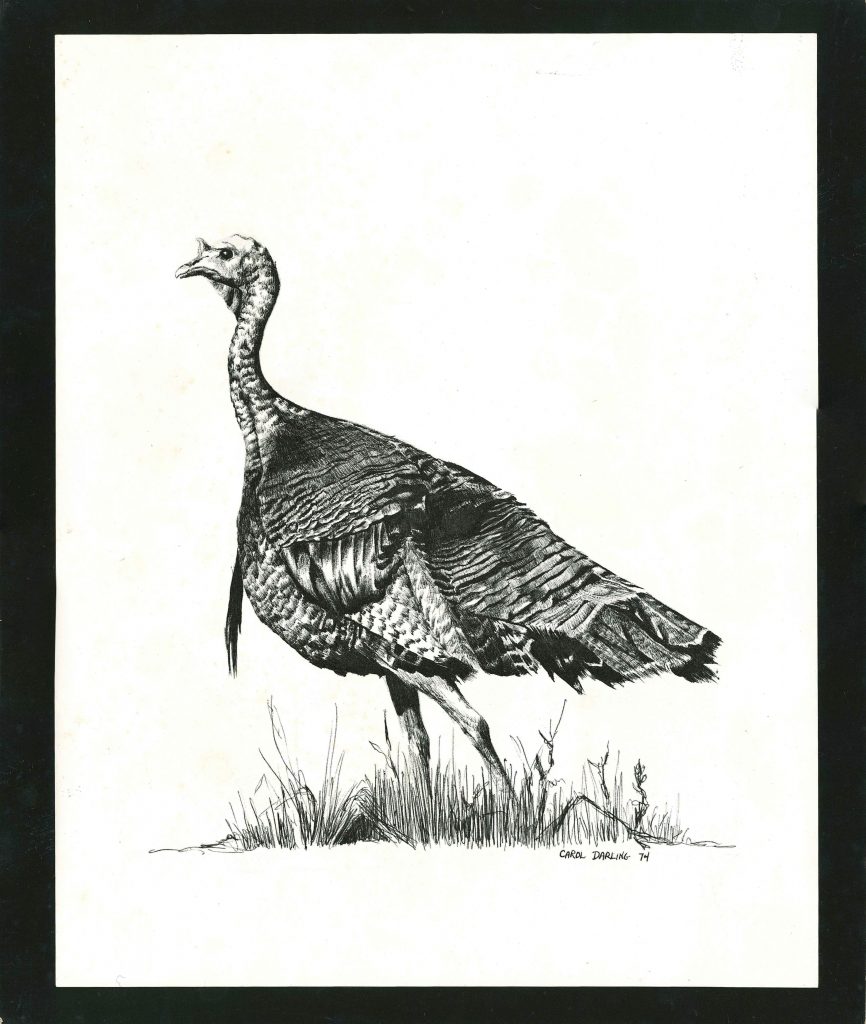 Turkey – Carol Darling Art