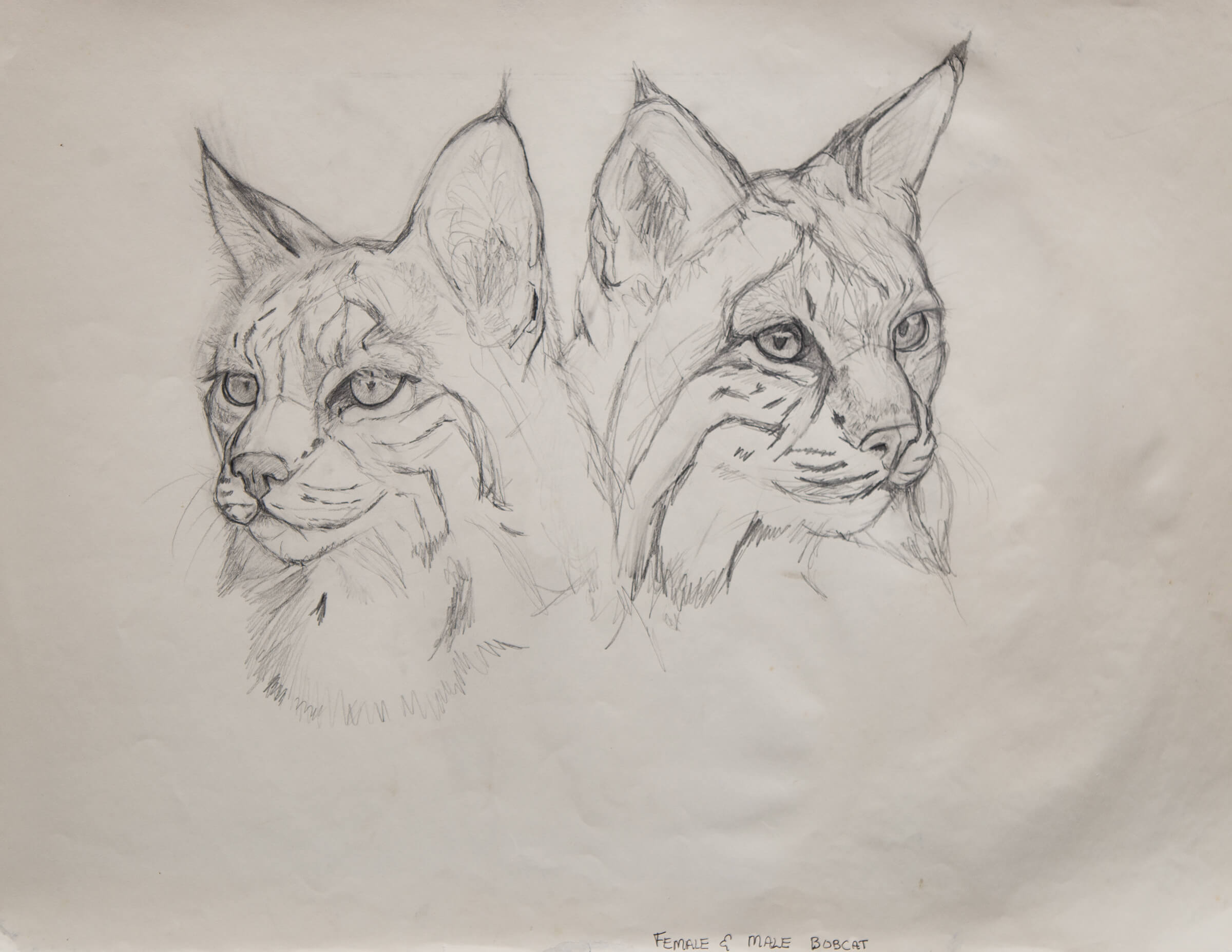 Sketchbooks – Carol Darling Art