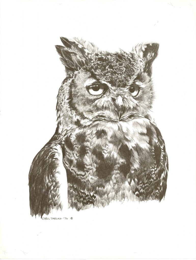 Great Horned Owl – Carol Darling Art